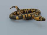 Python Snake 3d Model By Sathak