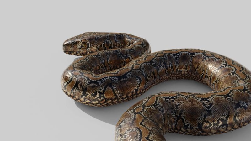 Python Snake 3d Model By Sathak - Geometric Background Collection - HD Quality