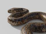 Python Snake 3d Model By Sathak