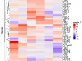Complexheatmap Create Complex Heatmaps In R