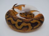 Royal Python Python Regius Ridgeway Exotics