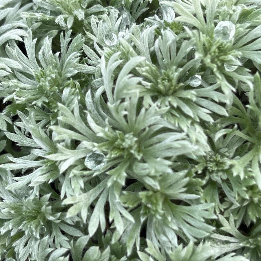 Artemisia schmidtiana ‘Silver Mound’ – Vancouver Island Grows