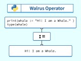 Walrus Operator Can You Spot A Walrus In The Wild Or Better Yet From