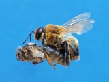 Queen Honey Bee Mating