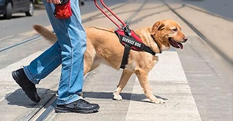 ADA Service Dog Laws Service Dog Certifications 2022 ada-service-dog-laws-service-dog-certifications-2022