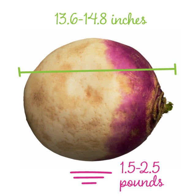 Rutabaga Size