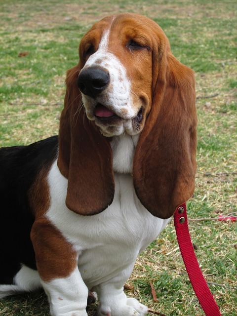 Basset Hound Facts | The Smart Dog Guide