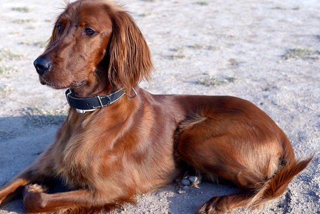 Irish Dog Breeds | The Smart Dog Guide