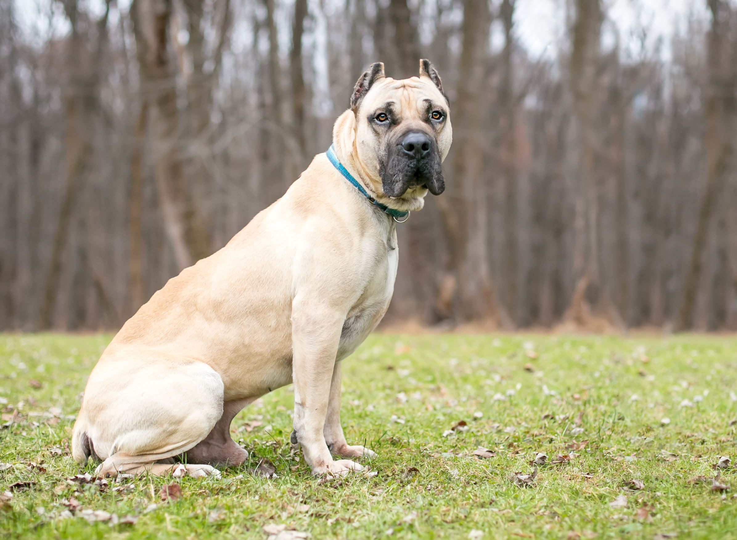 Fawn Colored Dogs The Smart Dog Guide fawn-colored-dogs-the-smart-dog-guide