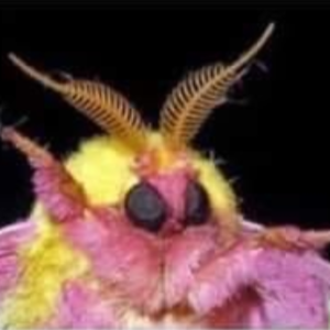 Pending Runs Baydock Speedrun