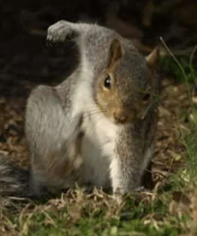 Neighbours From Hell 3d Speedrun