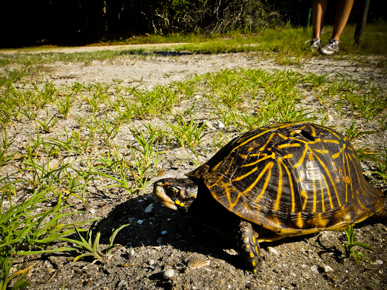 Florida Box Turtle Race