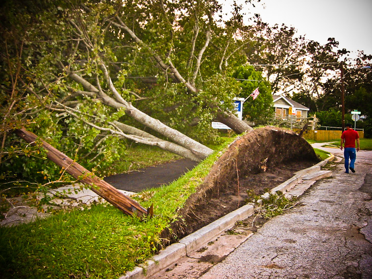 2004 Hurricane Trees