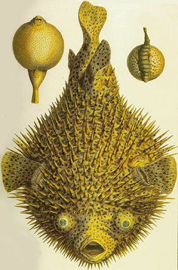 Sea Monsters | believeinthepromise