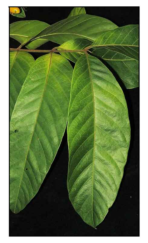 Kalayo – Tree's the Lungs of the World