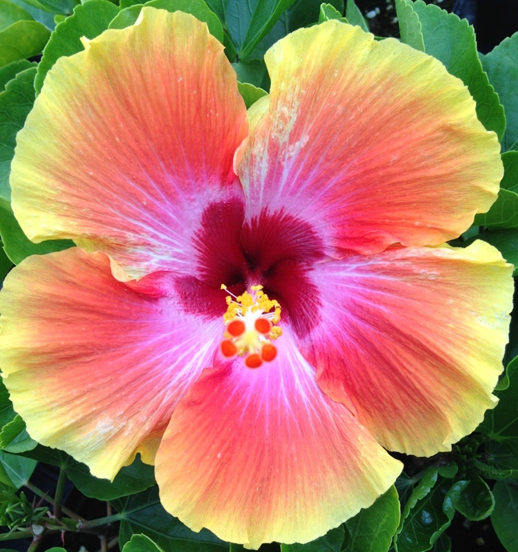 Cosmic Dancer Cajun Hibiscus – Sunfire Nurseries