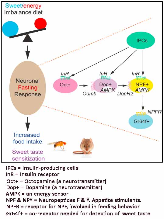 Wang 2016: Sucralose promotes food intake through NPY and a neuronal ...