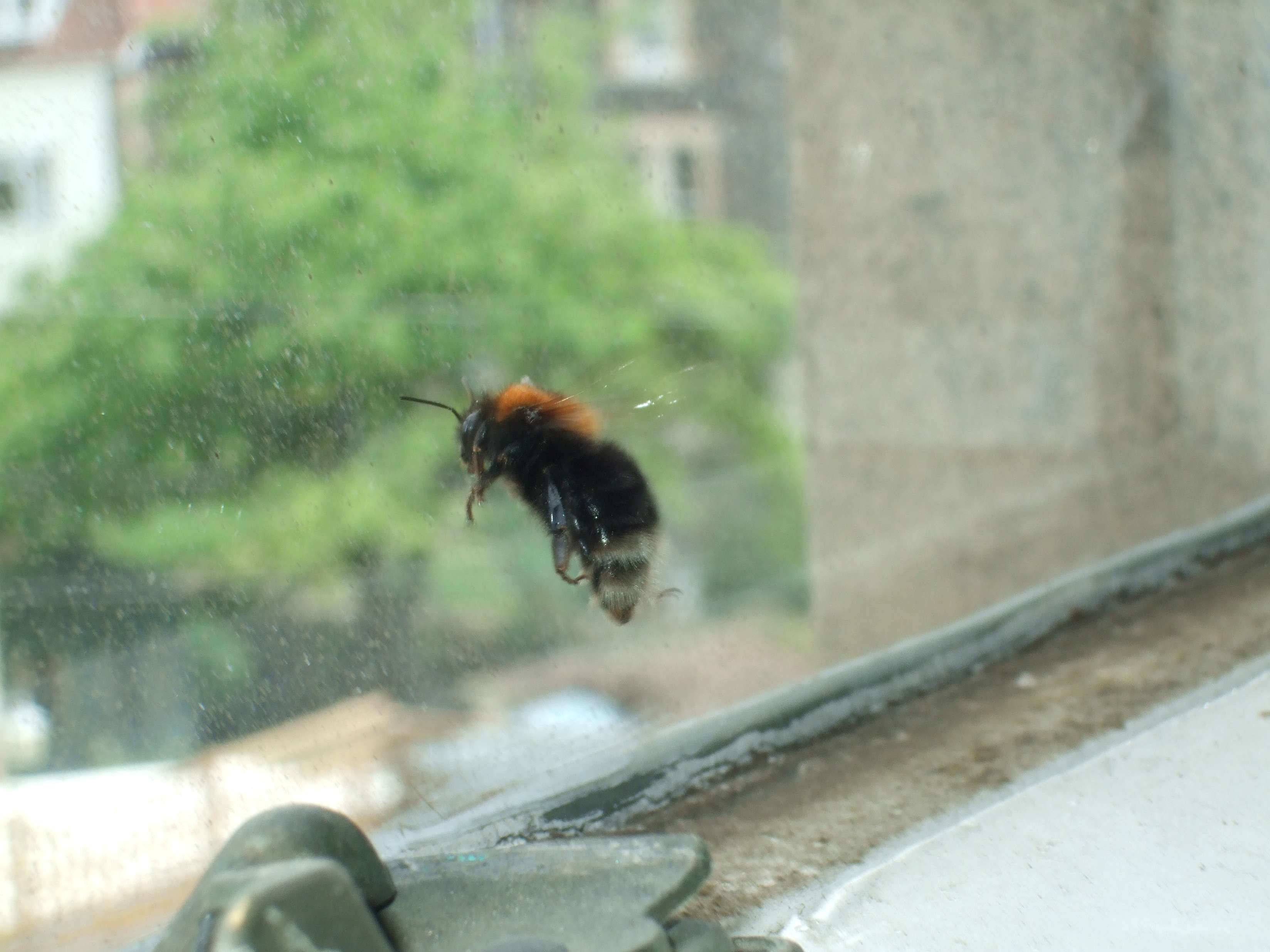 Tree Bumblebee - Bombus hypnorum | Talking With Bees