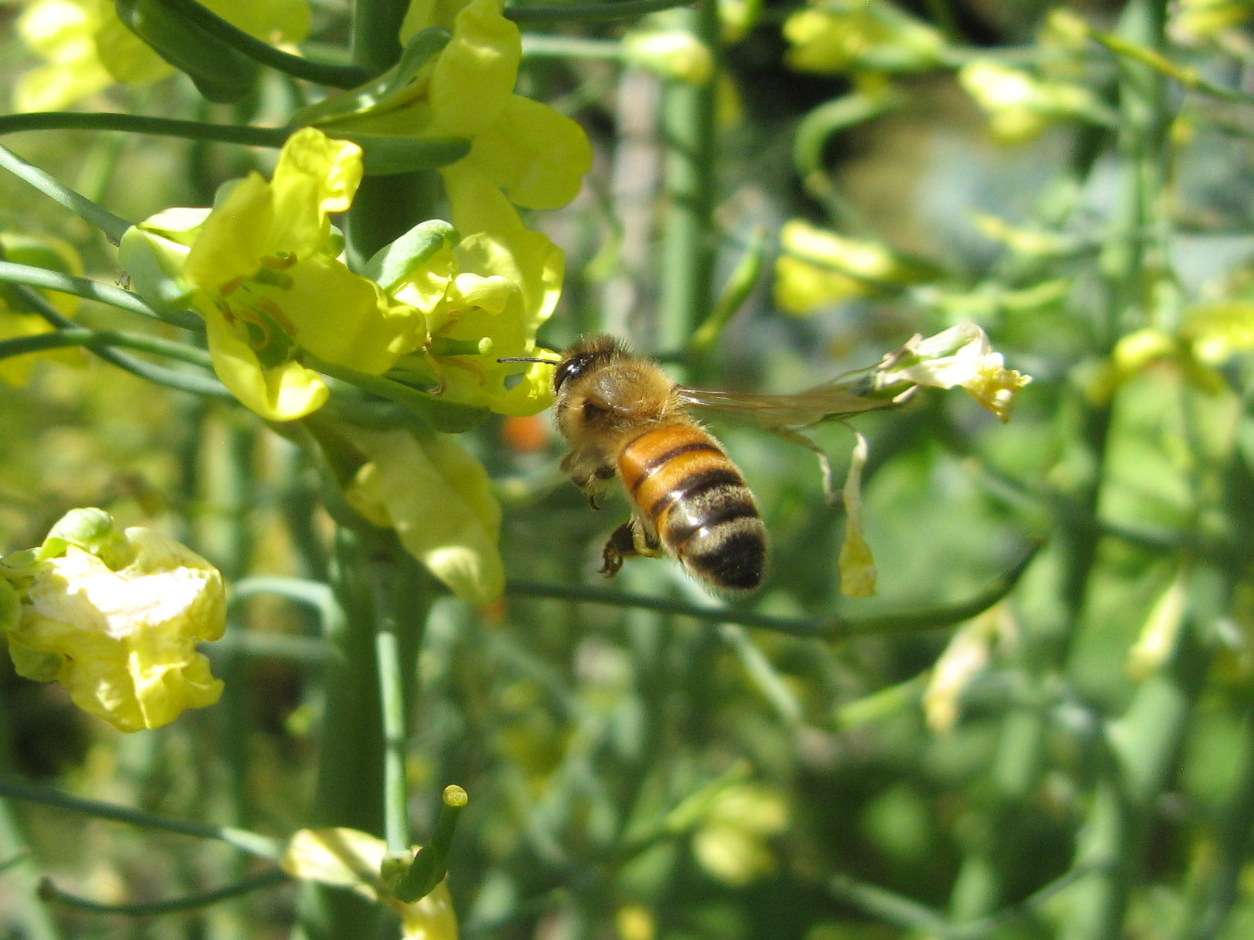 Honeybee Photos - Photos Of Queen, Workers & Drones | Talking With Bees