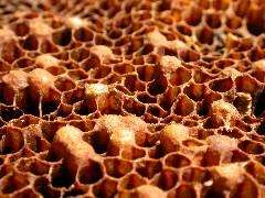 Laying Worker Bees - Also Known As Laying Workers | Talking With Bees