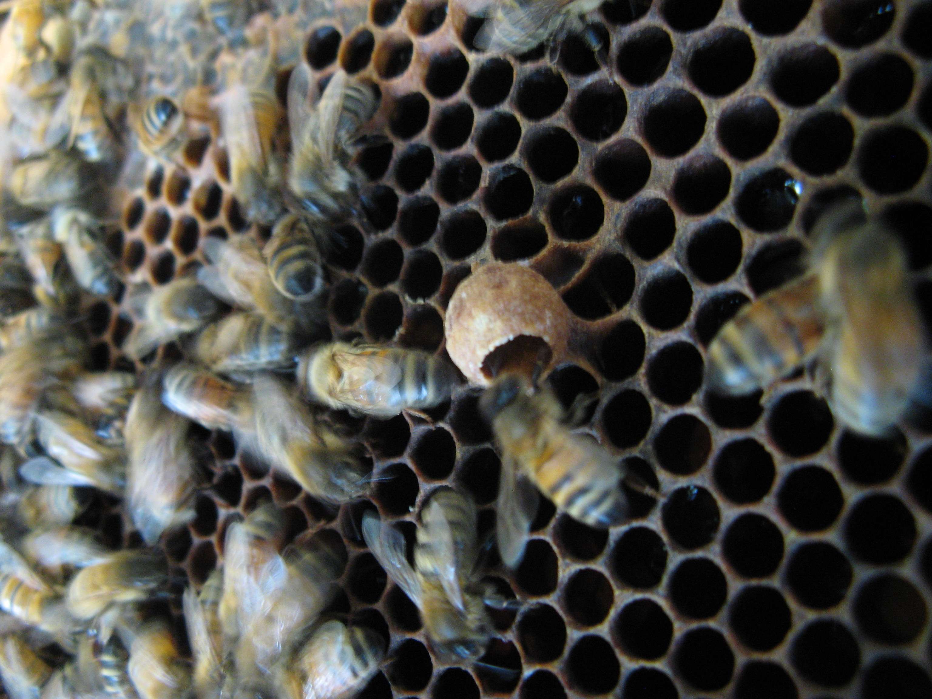 Honeybee Photos - Photos Of Queen, Workers & Drones | Talking With Bees