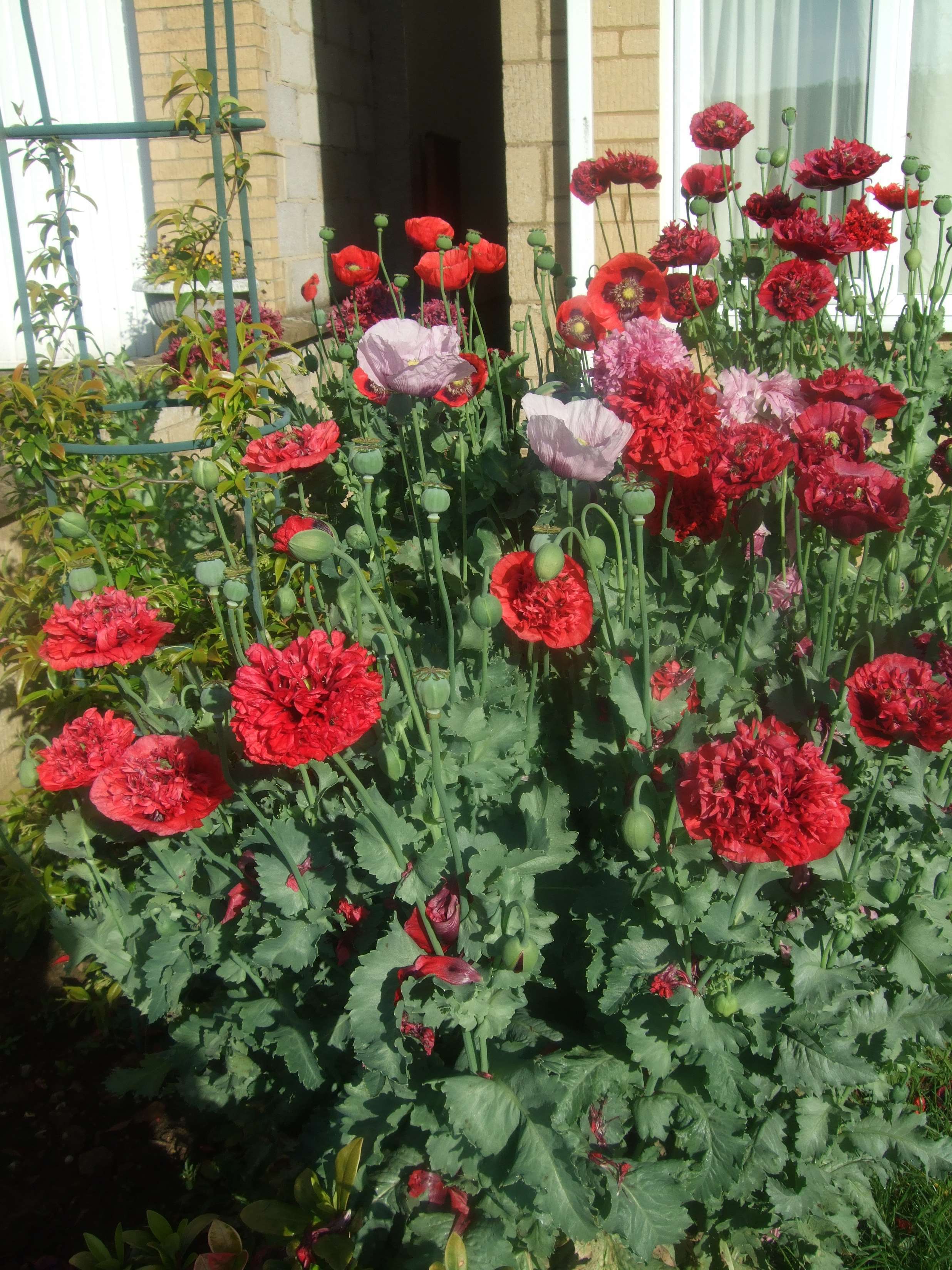 Giant Poppies, Honeybees & The June Gap | Talking With Bees