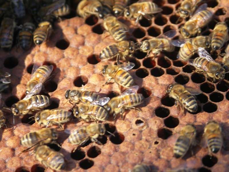 Brood Comb - Photos | Talking With Bees