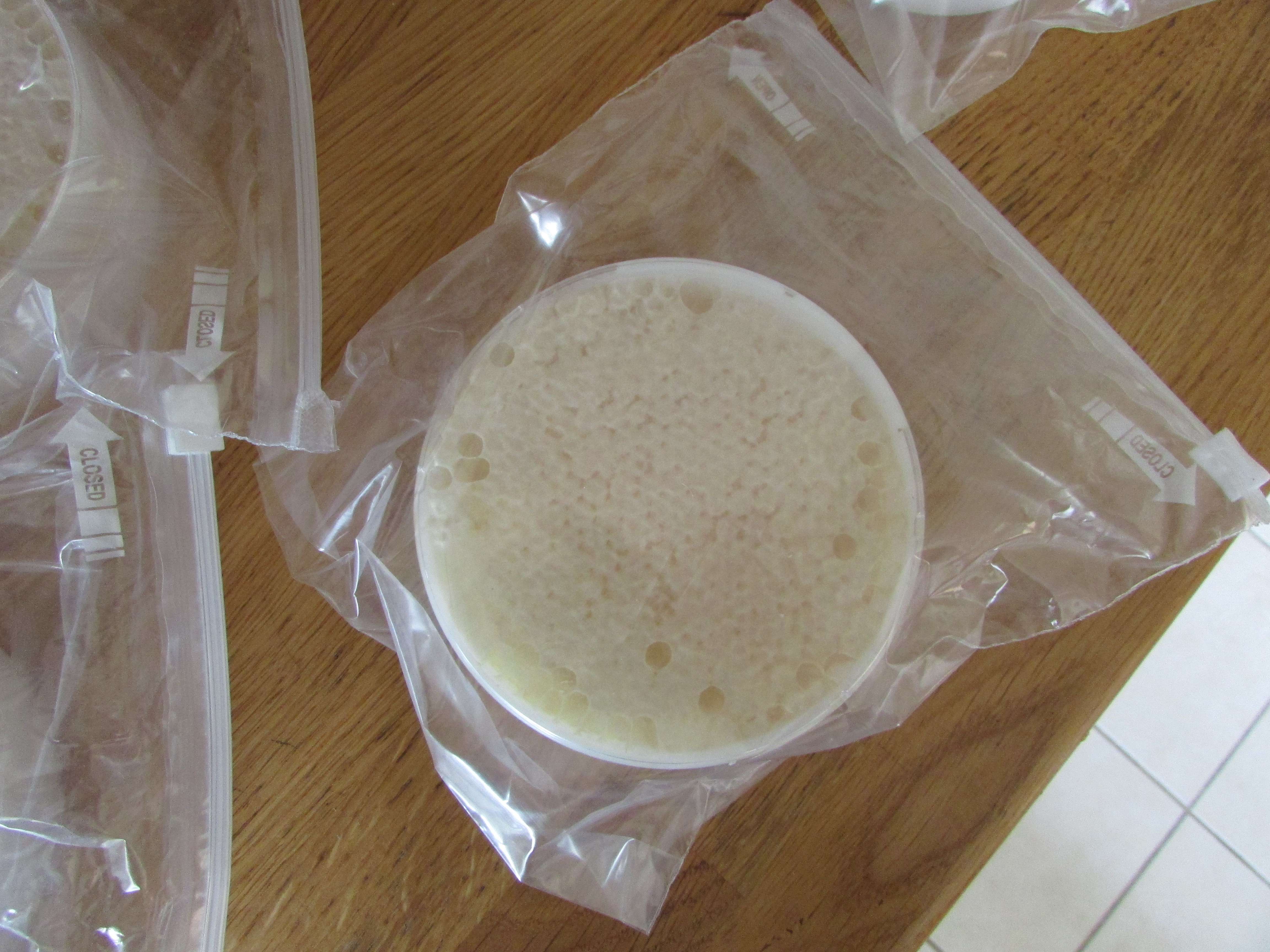 What I Learnt From Making Ross Rounds | Talking With Bees