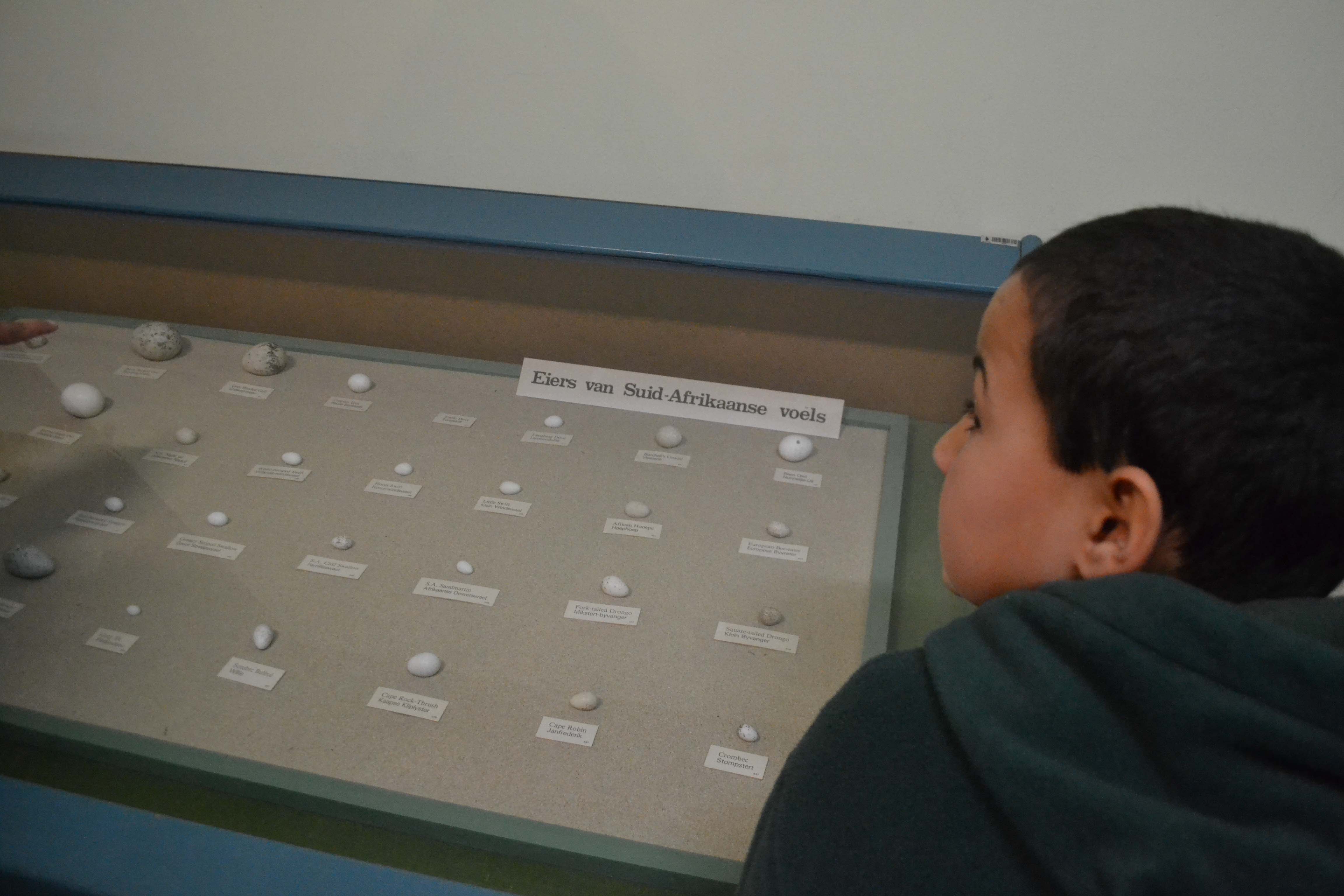 Kid Friendly Port Elizabeth: Bayworld Museum - TazzDiscovers