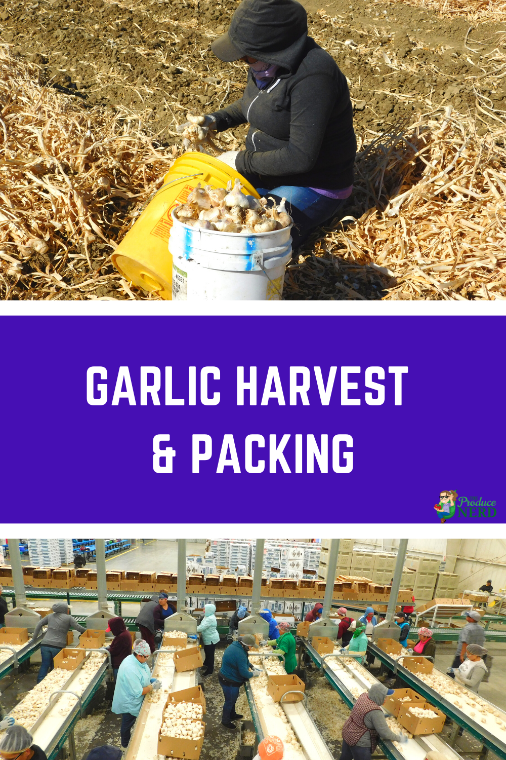 Garlic Harvest & Packing - The Produce Nerd
