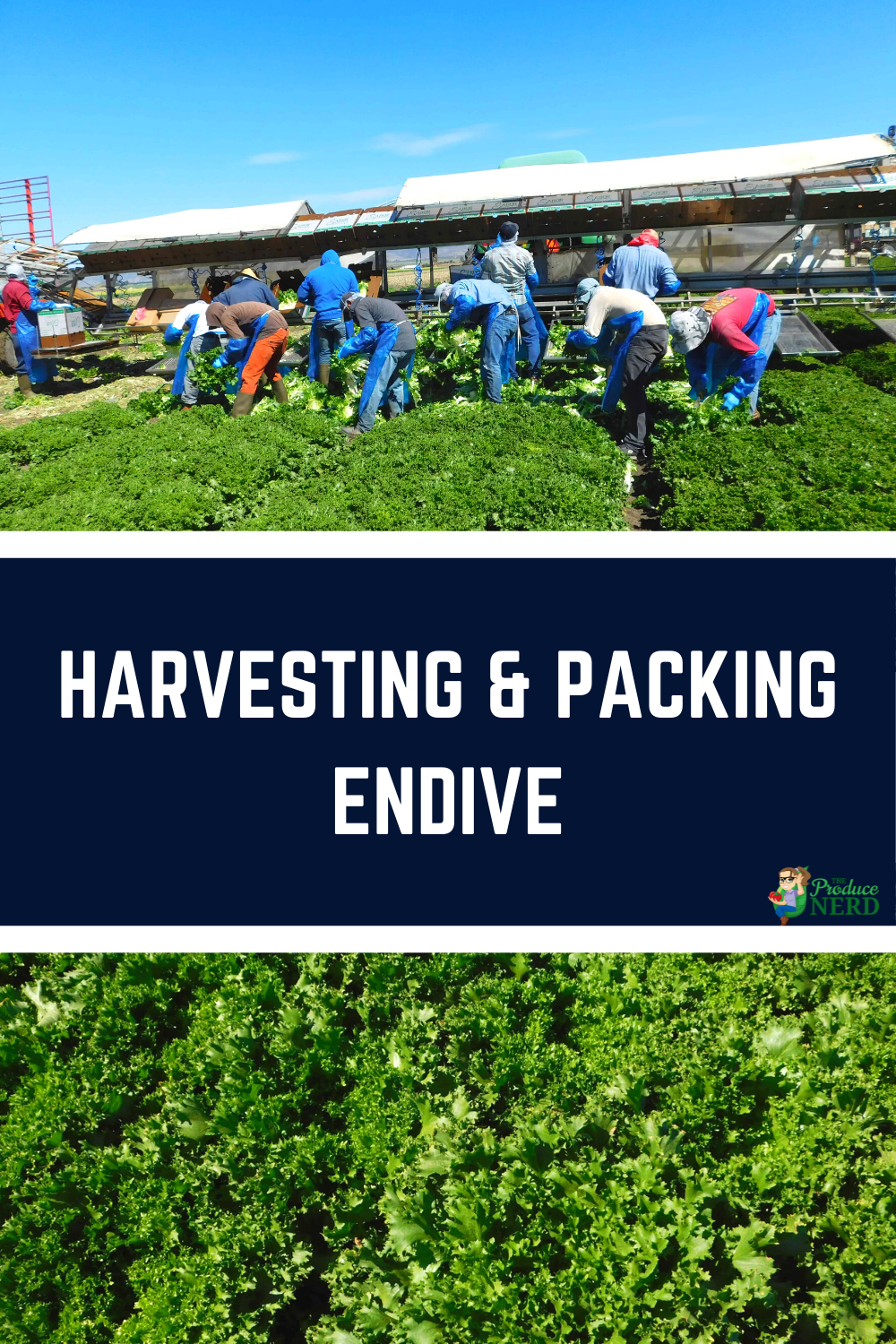 Commercial Endive Harvesting & Packing - The Produce Nerd