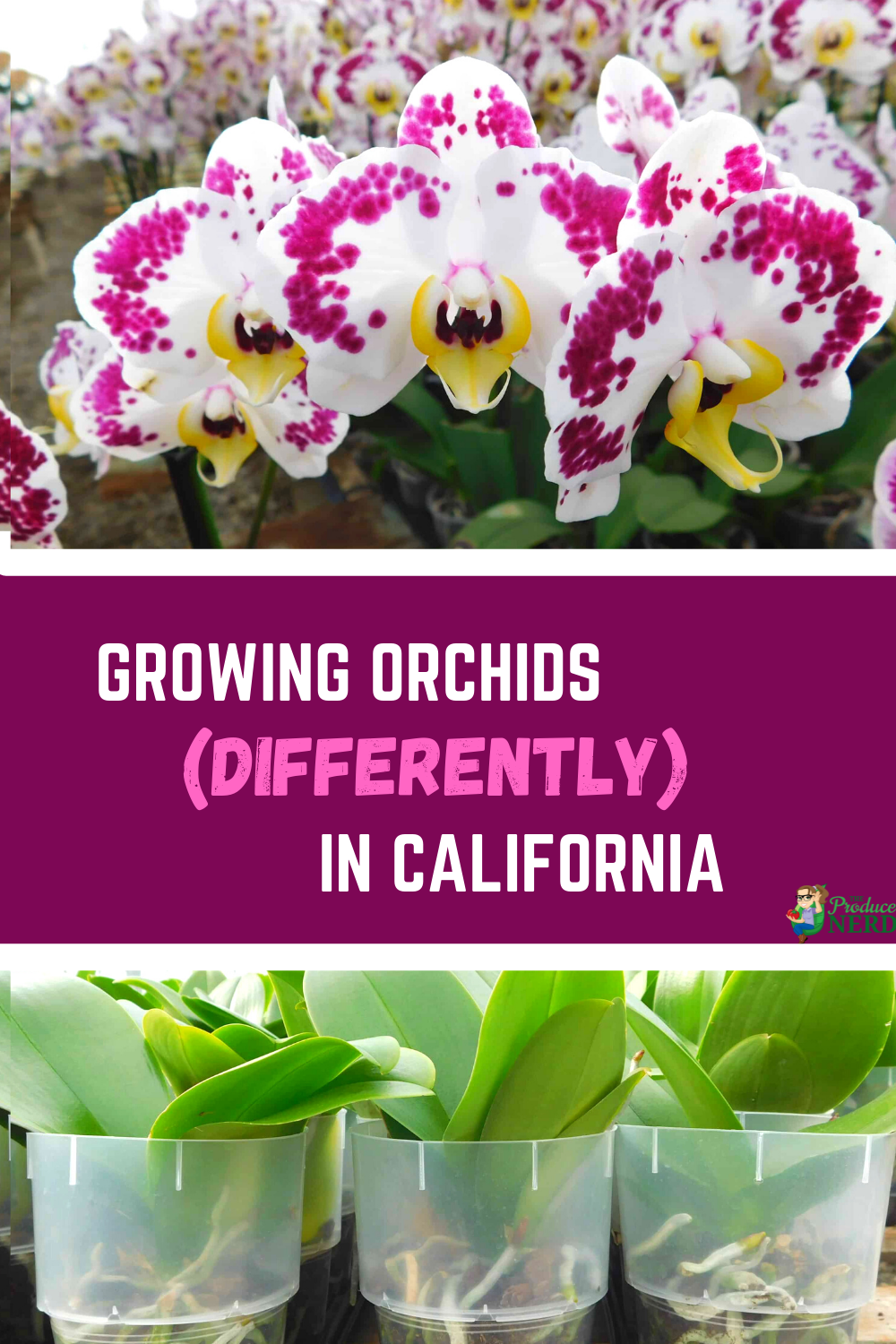Growing Orchids in California at Cal Coast Orchids - The Produce Nerd