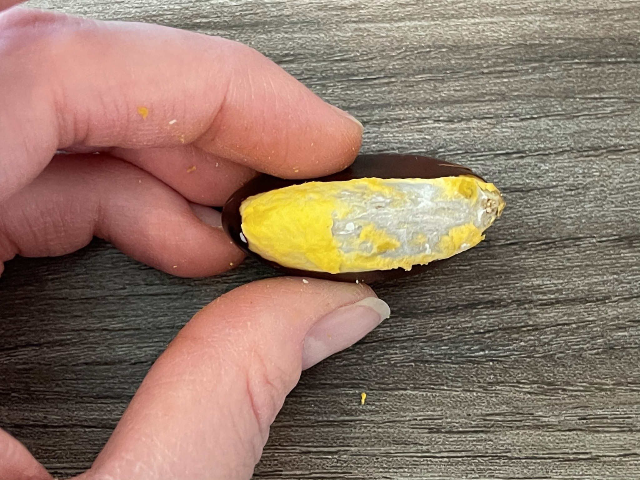 Egg Fruit (Canistel): What Does it Taste Like, When is it Ripe & More ...