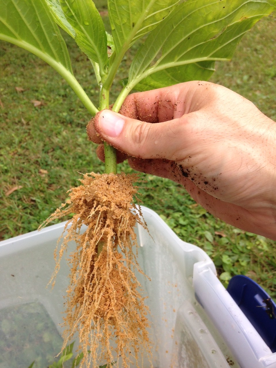 Hydrangea roots - The Ruffled Mango