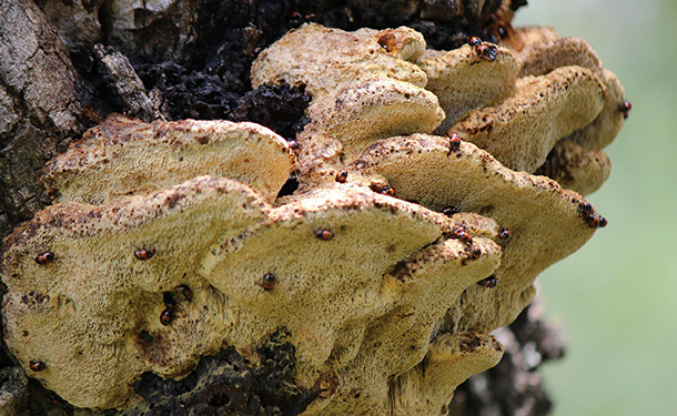 Hazardous Tree Diseases Identification and Treatment – The Tree Care Guide