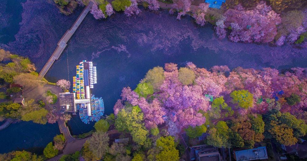 Cherry Blossoms Flood the Inokashira Park Lake in Tokyo | ALK3R