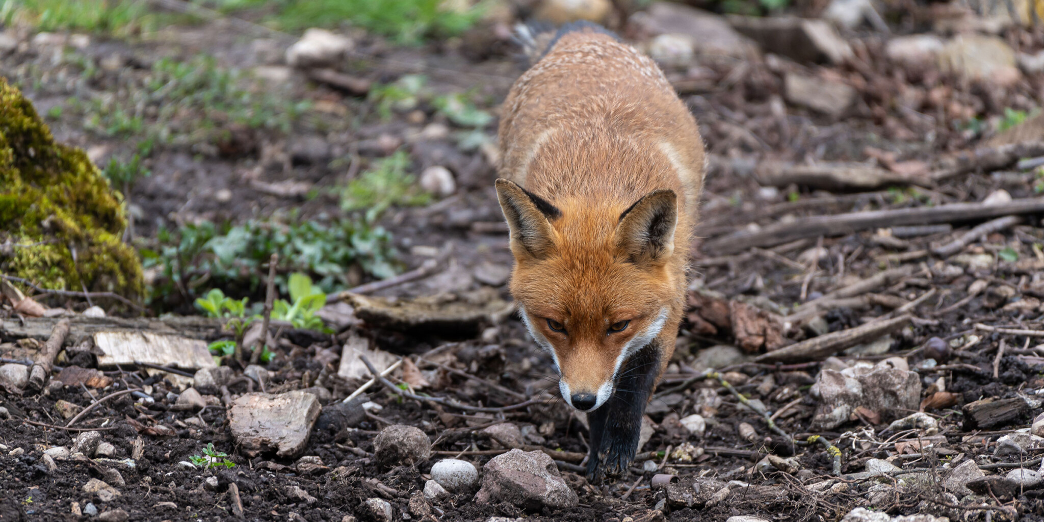 Rotfuchs - Fuchs - Säugetiere | Natur- und Tierpark Goldau
