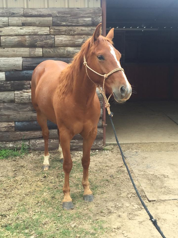 » Nice solid paint filly Traci Davis