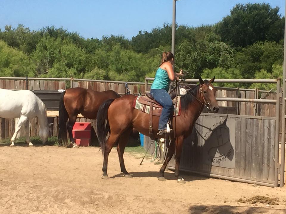 » Nice bay gelding Traci Davis