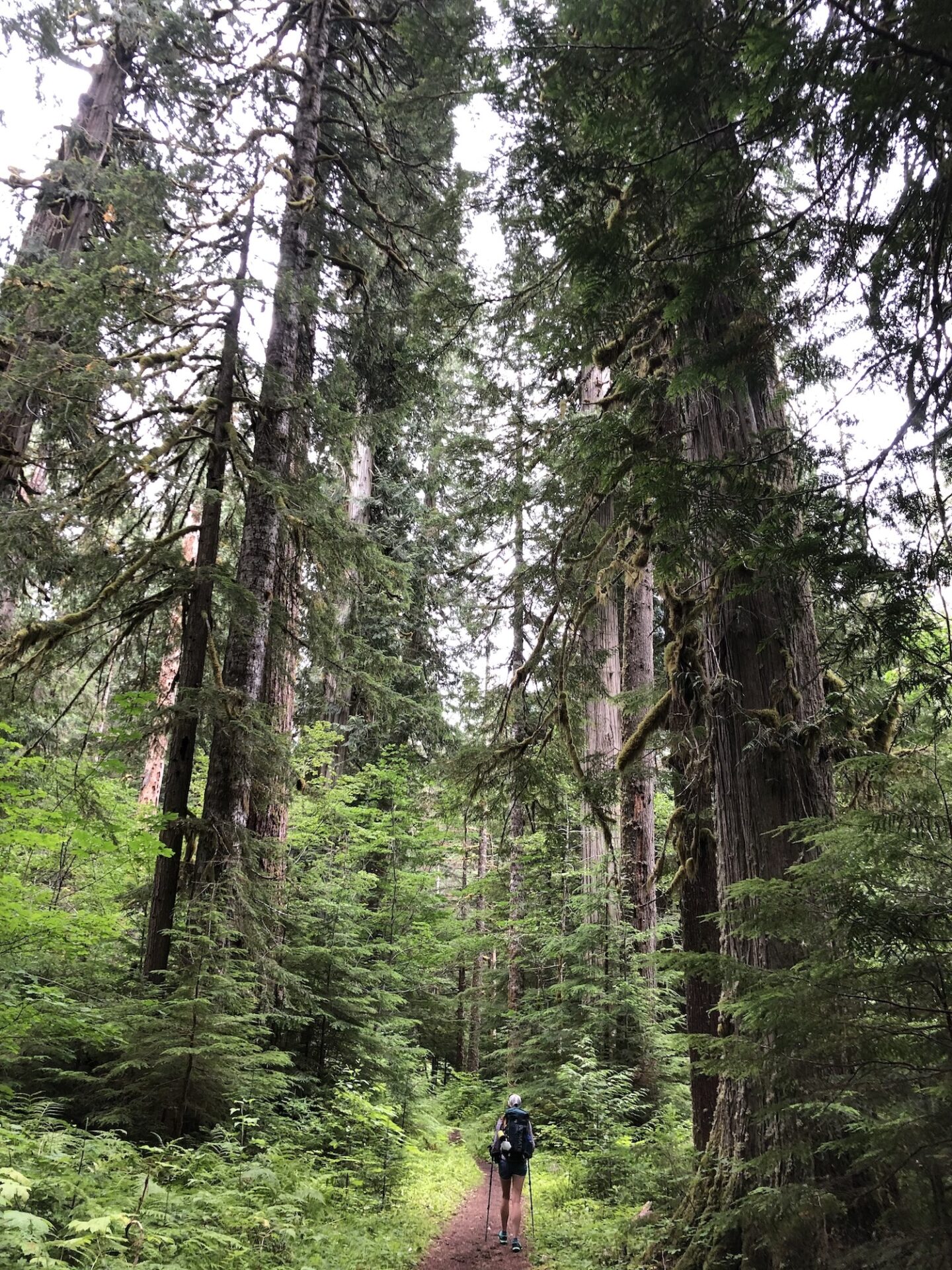 Backpacking the White Pass/Pilot Ridge Loop in the Glacier Peak ...