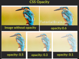 Opacity Css Tutorialbrain