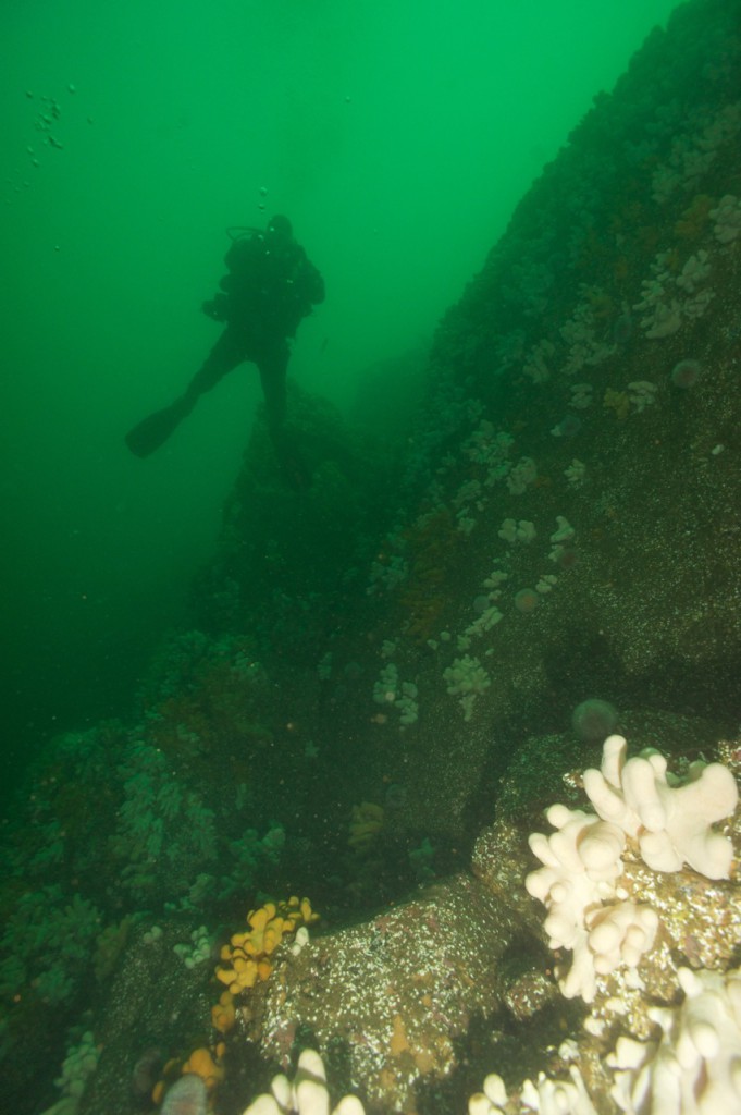 Flowers and Rust on the Farnes - BSAC Tyneside 114