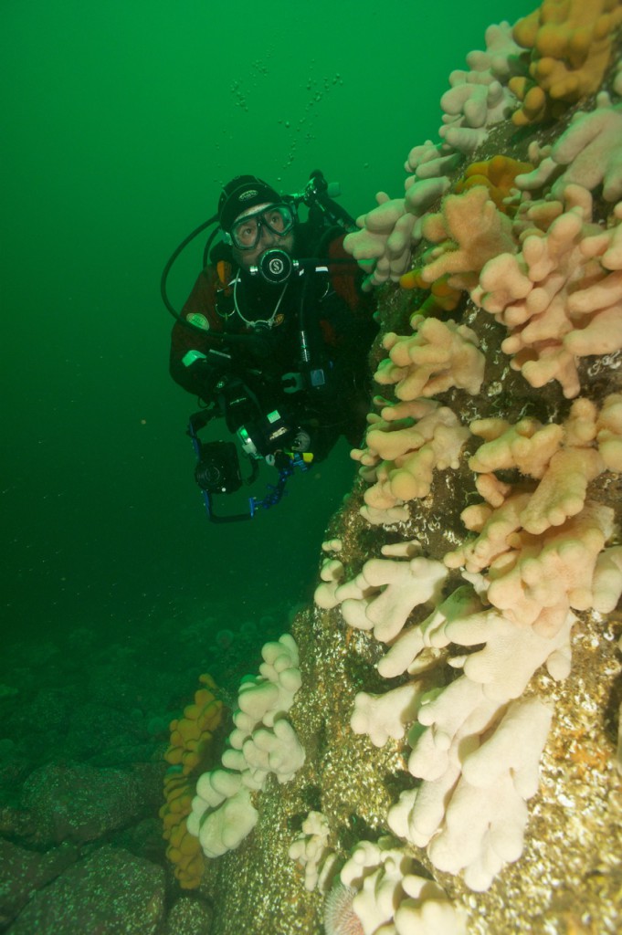 Flowers and Rust on the Farnes - BSAC Tyneside 114
