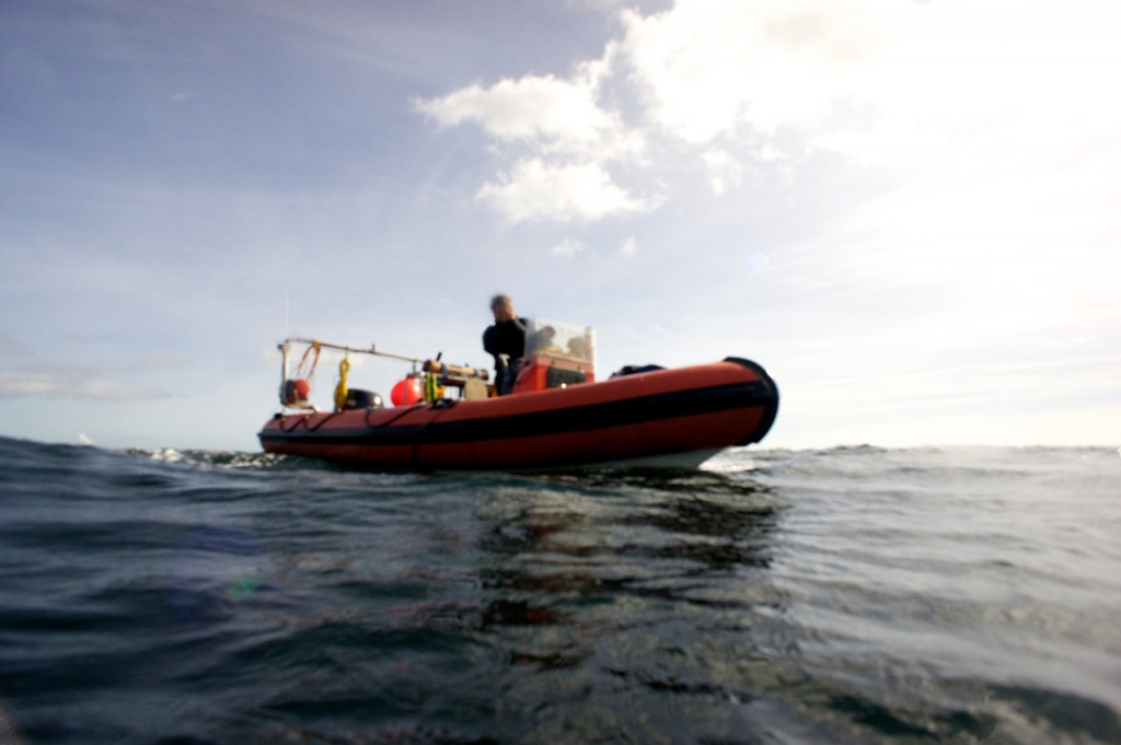 Flowers and Rust on the Farnes - BSAC Tyneside 114