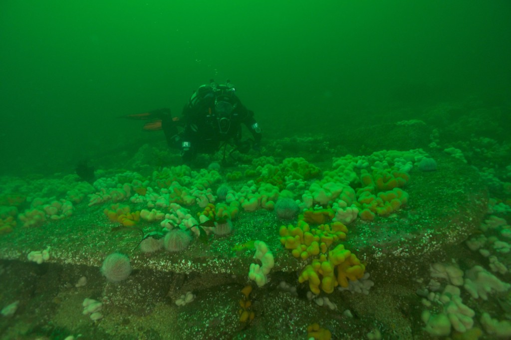 Flowers and Rust on the Farnes - BSAC Tyneside 114
