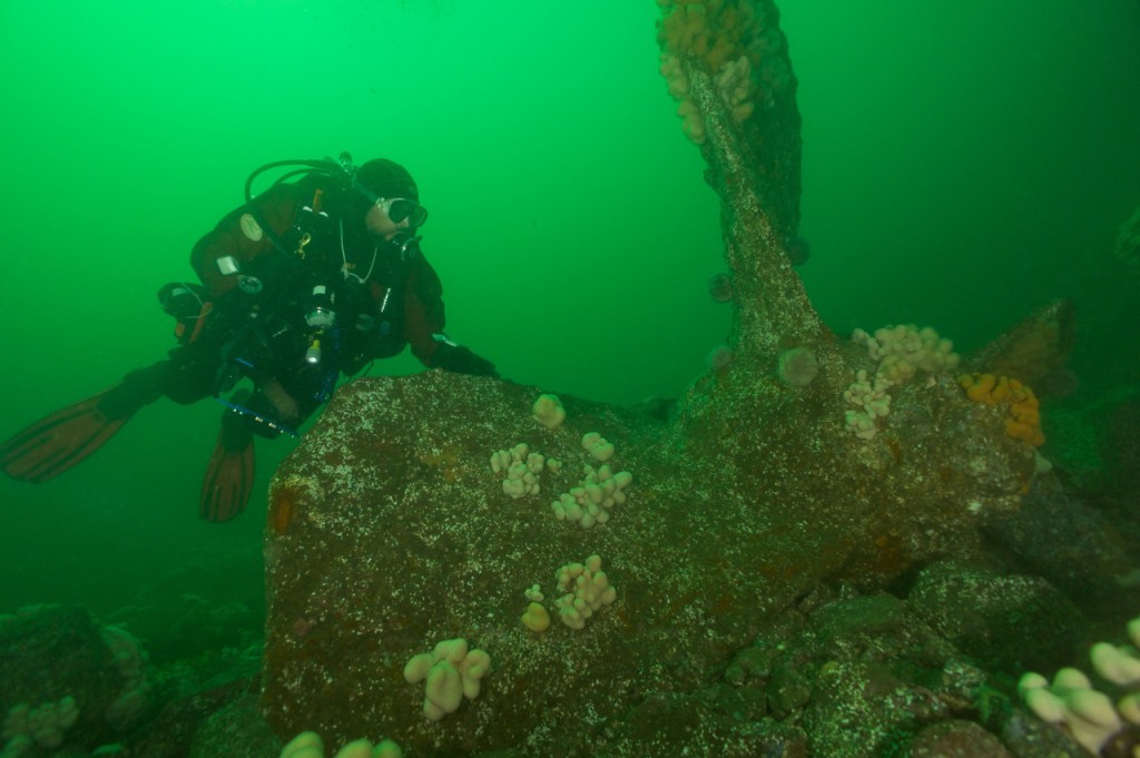 Flowers and Rust on the Farnes - BSAC Tyneside 114