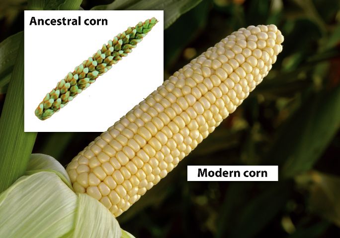 Use Your Brain for Science » Blog Archive » Let’s talk about ...