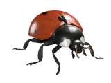 3d Animal Ladybug Animated Vfx Grace
