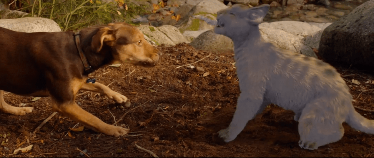 VFX Breakdown: A Dog’s Way Home by Pixomondo – VFXwire