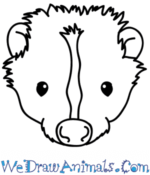 Skunk Line Drawing - How To Draw A Skunk In 13 Easy Steps Verbnow